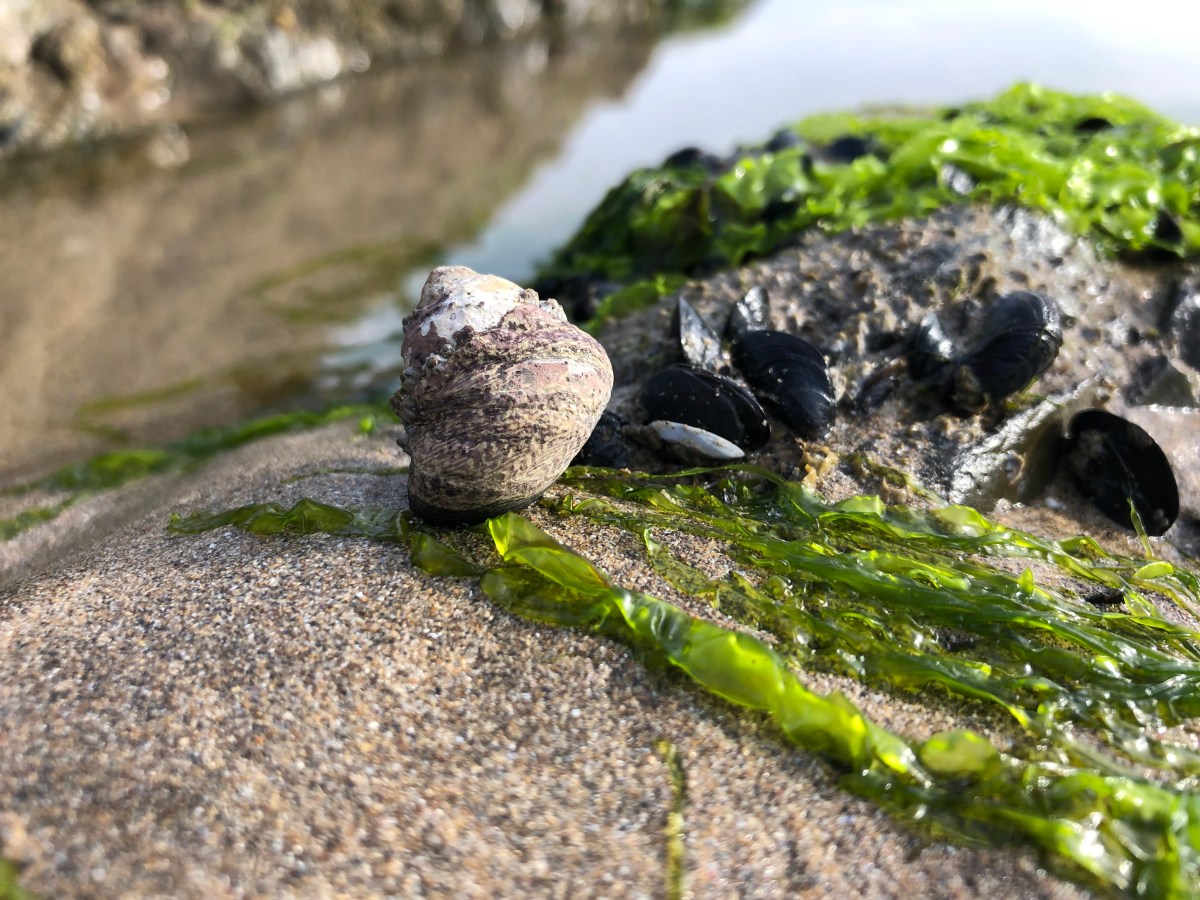 A Winkle fit for a Queen – Marine Moments